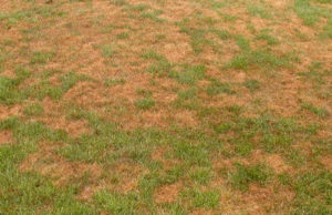 Lawn Disease Identification Guide for Ohio Residents