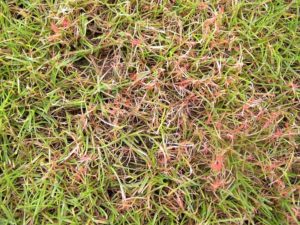 Red Thread Lawn Disease | Grass Master