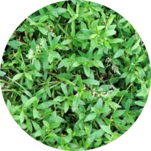 Ohio's Most Common Lawn Weed Identification Guide